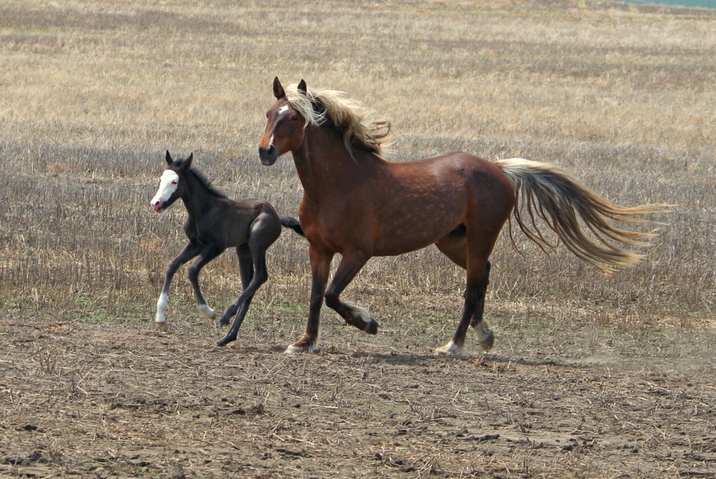 Nokota Horses – CHWHA