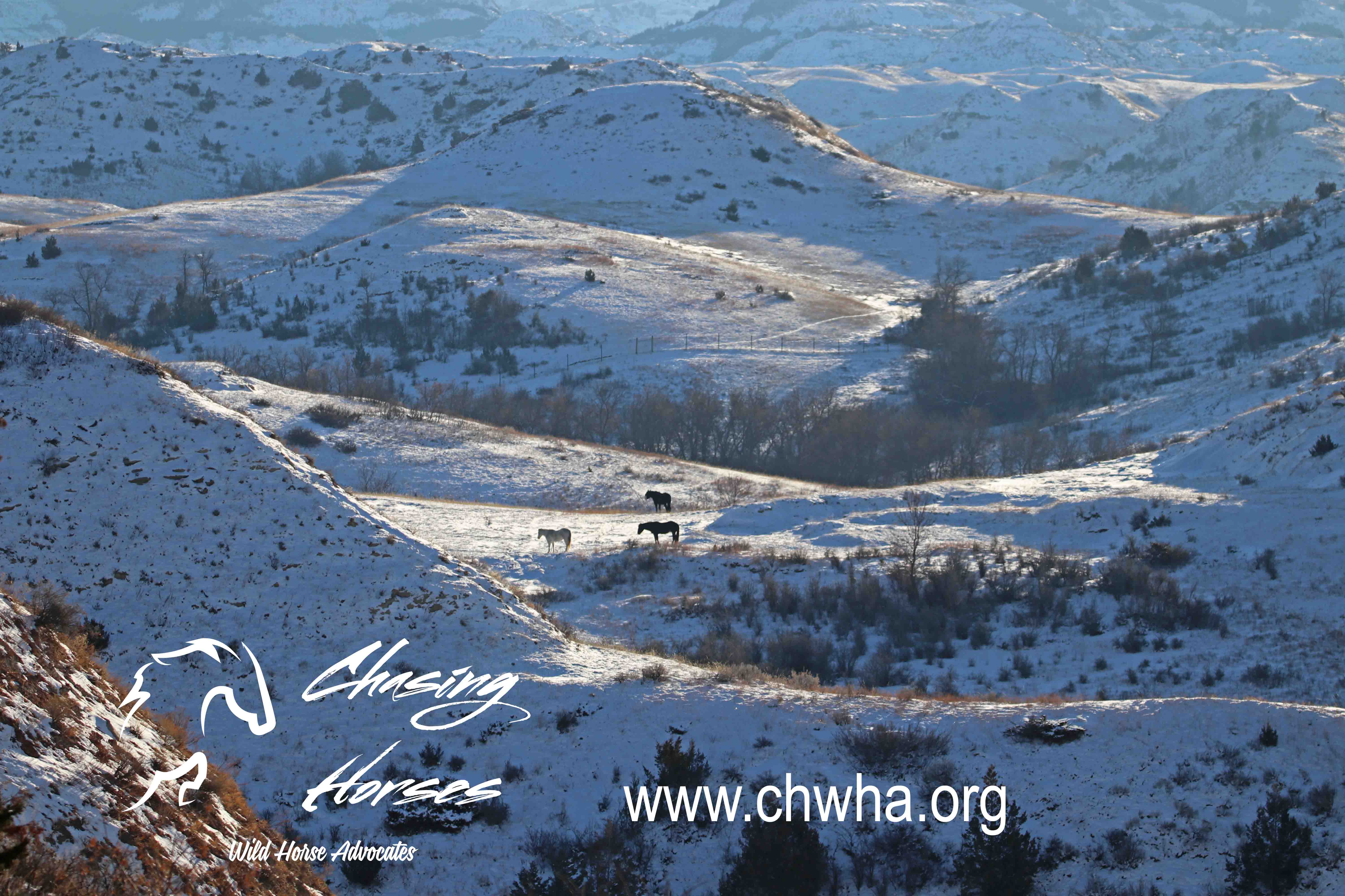 What a week this has been! – CHWHA