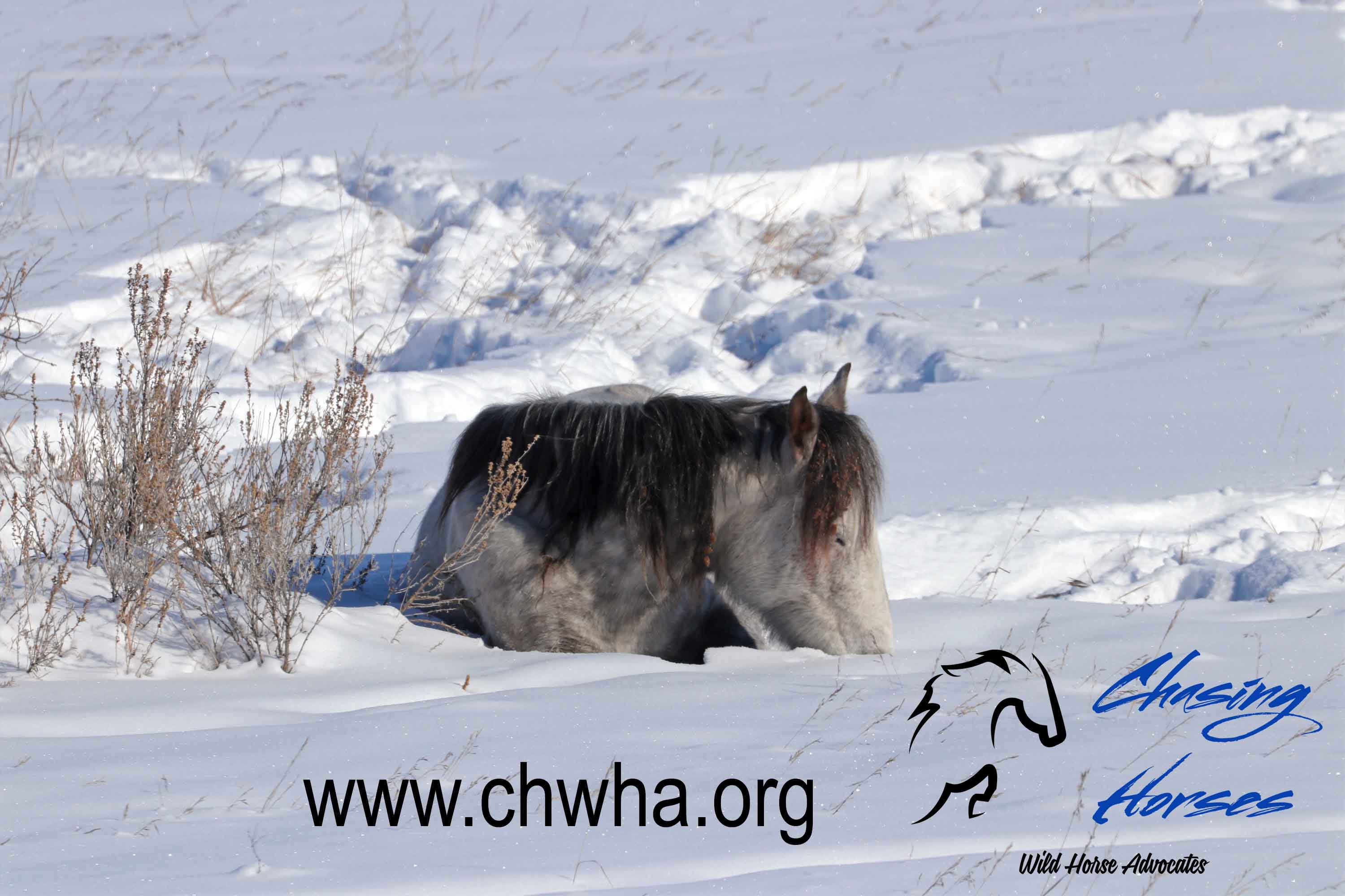 Calls to Action #6 & #7 – CHWHA