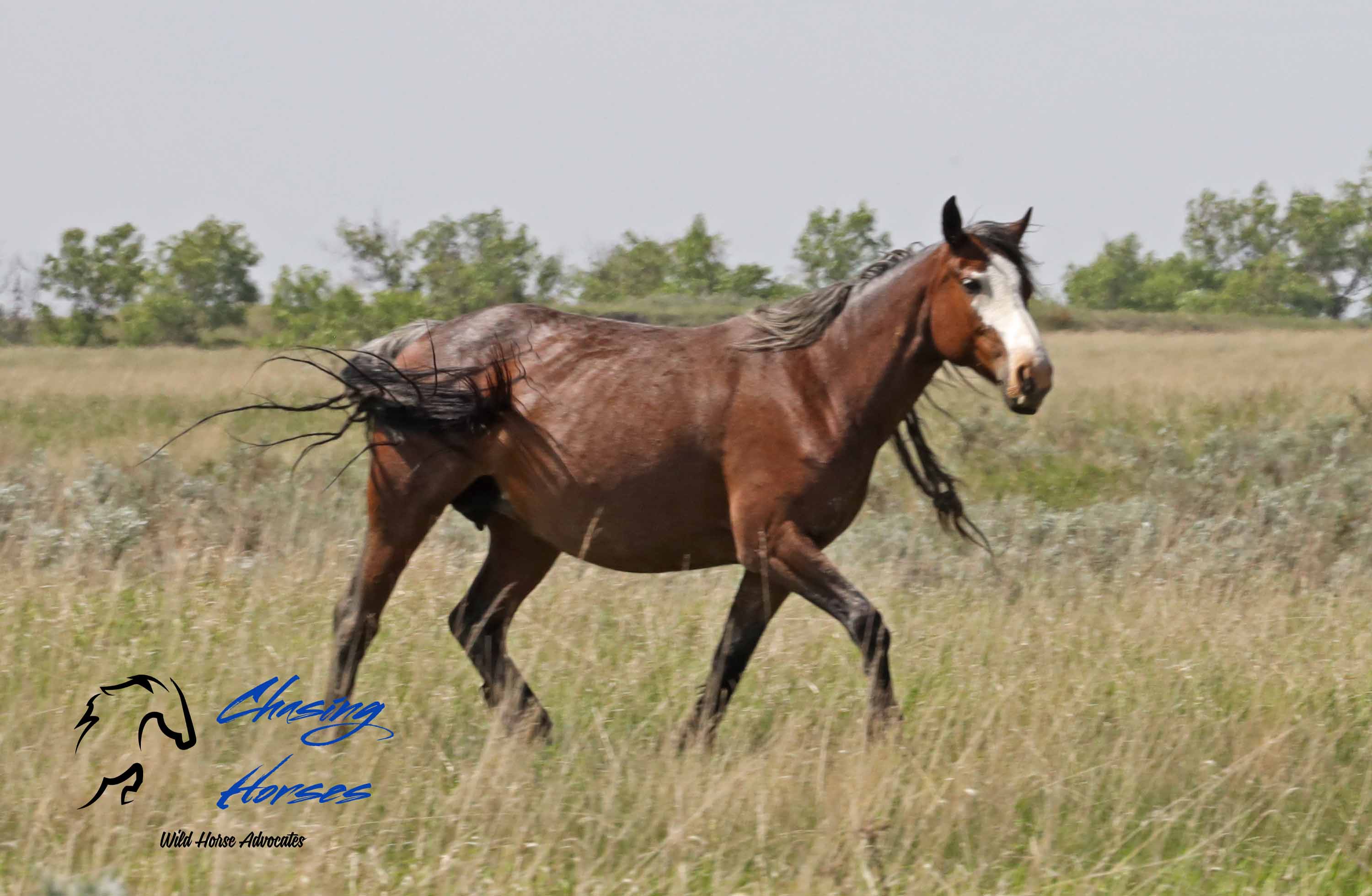 Rally Sponsor & Ad information – CHWHA