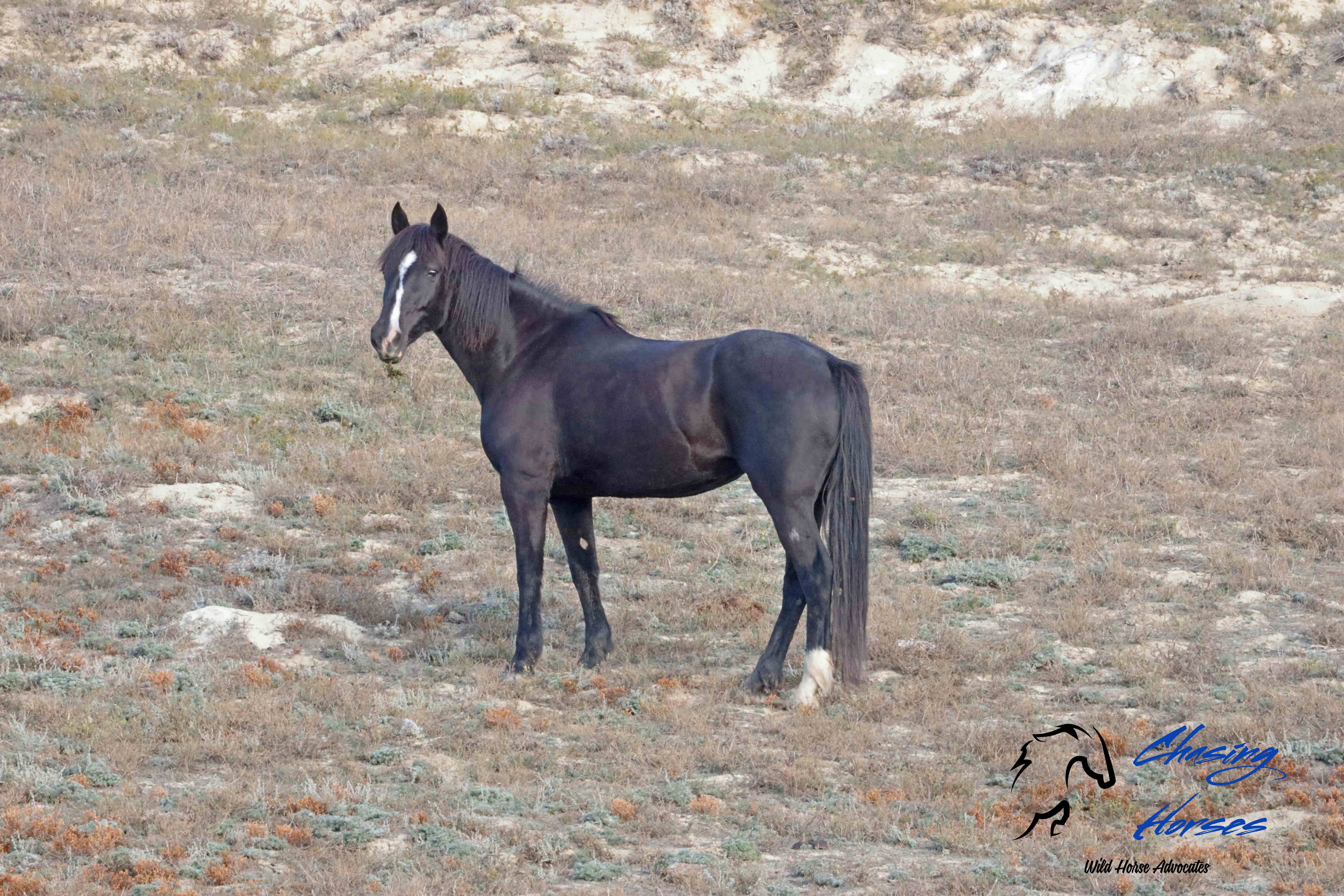Writing Your Comment Letter – Economic Impact – CHWHA