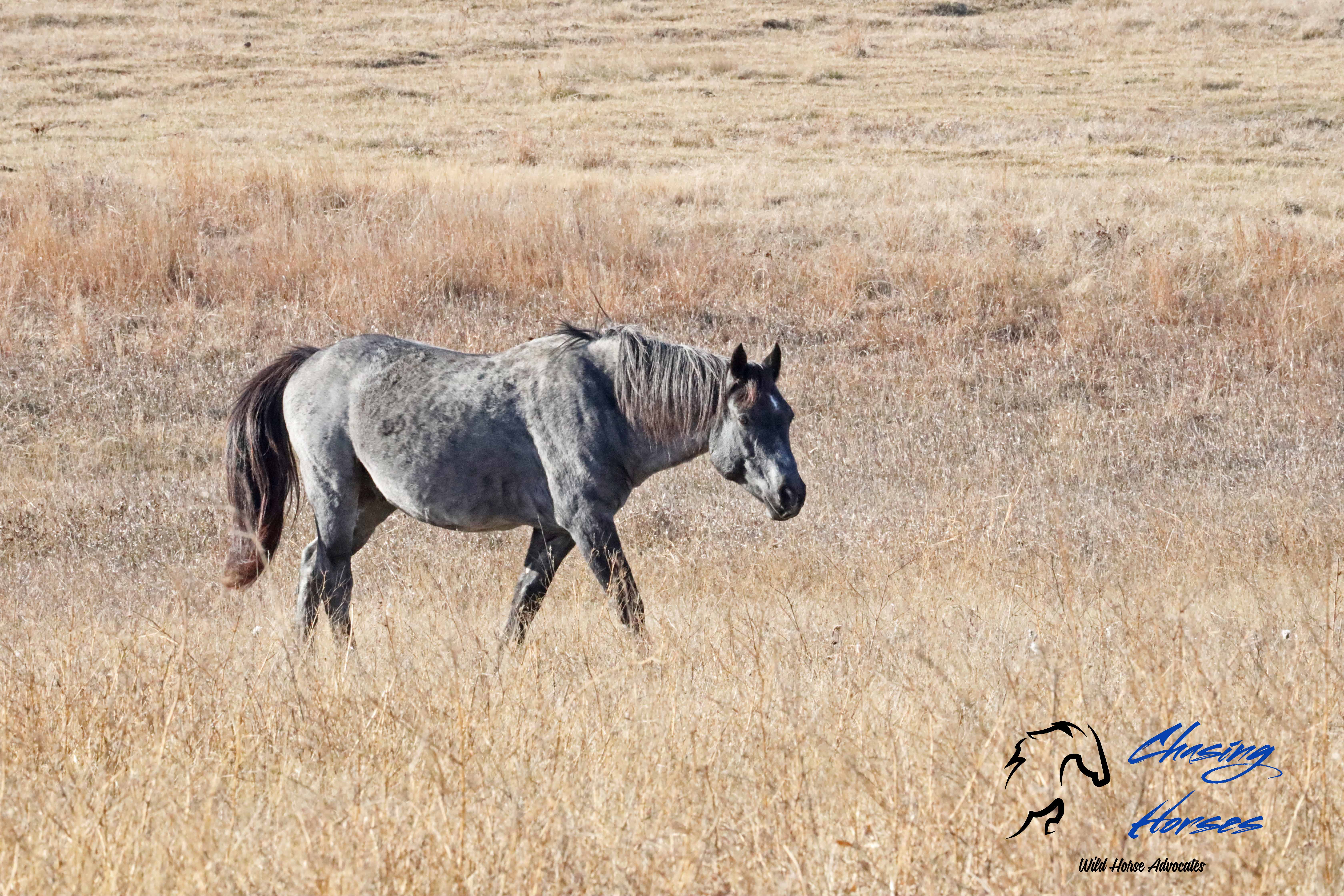 Wednesday Gratitude – CHWHA