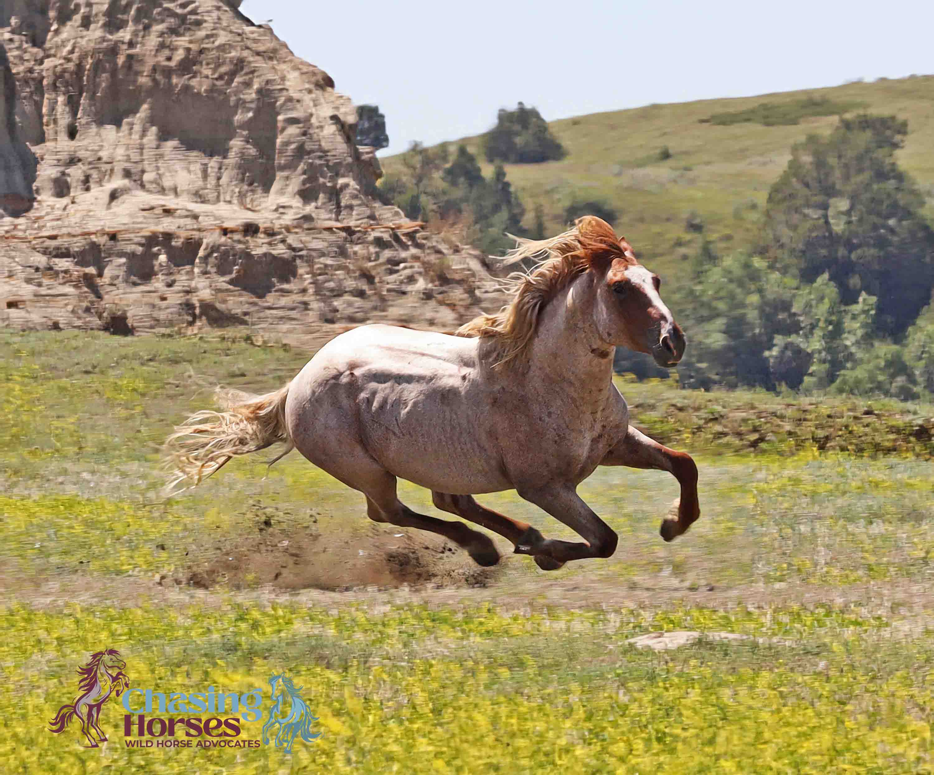 Open Letter to Superintendent Richman – CHWHA