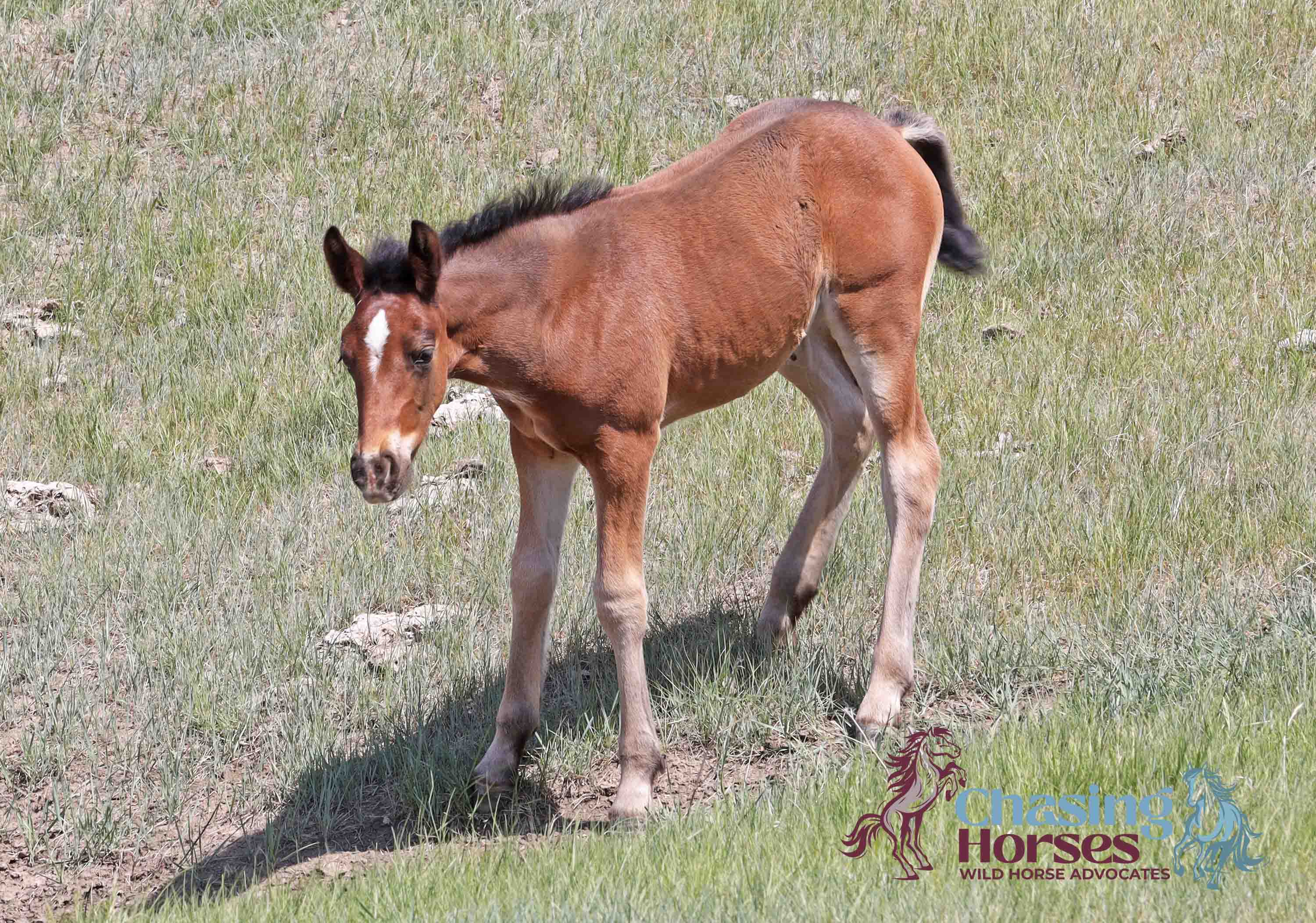 Another way to help – CHWHA