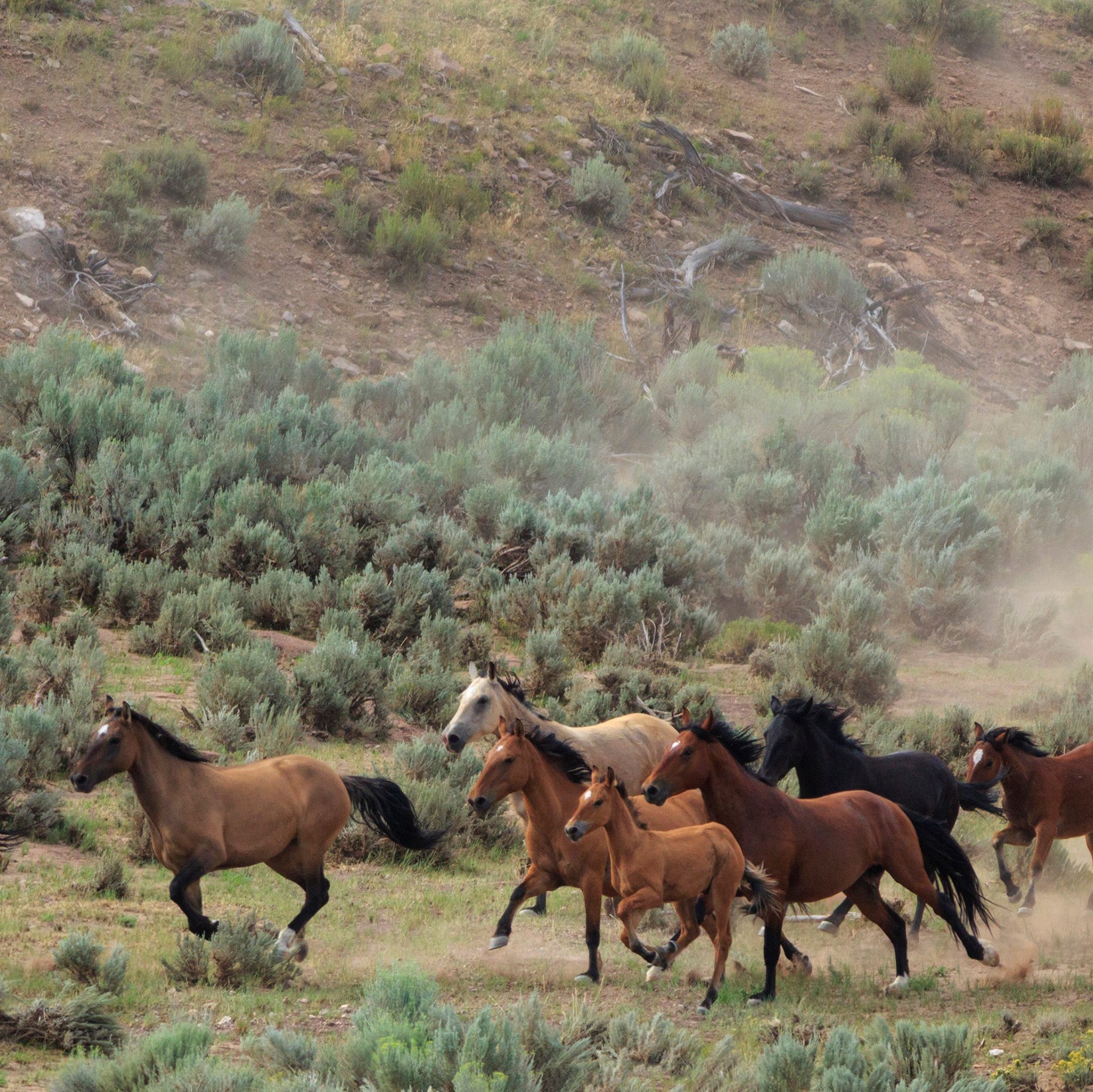 Wild mustangs gallop through the sagebrush in the Bible Springs Complex ...