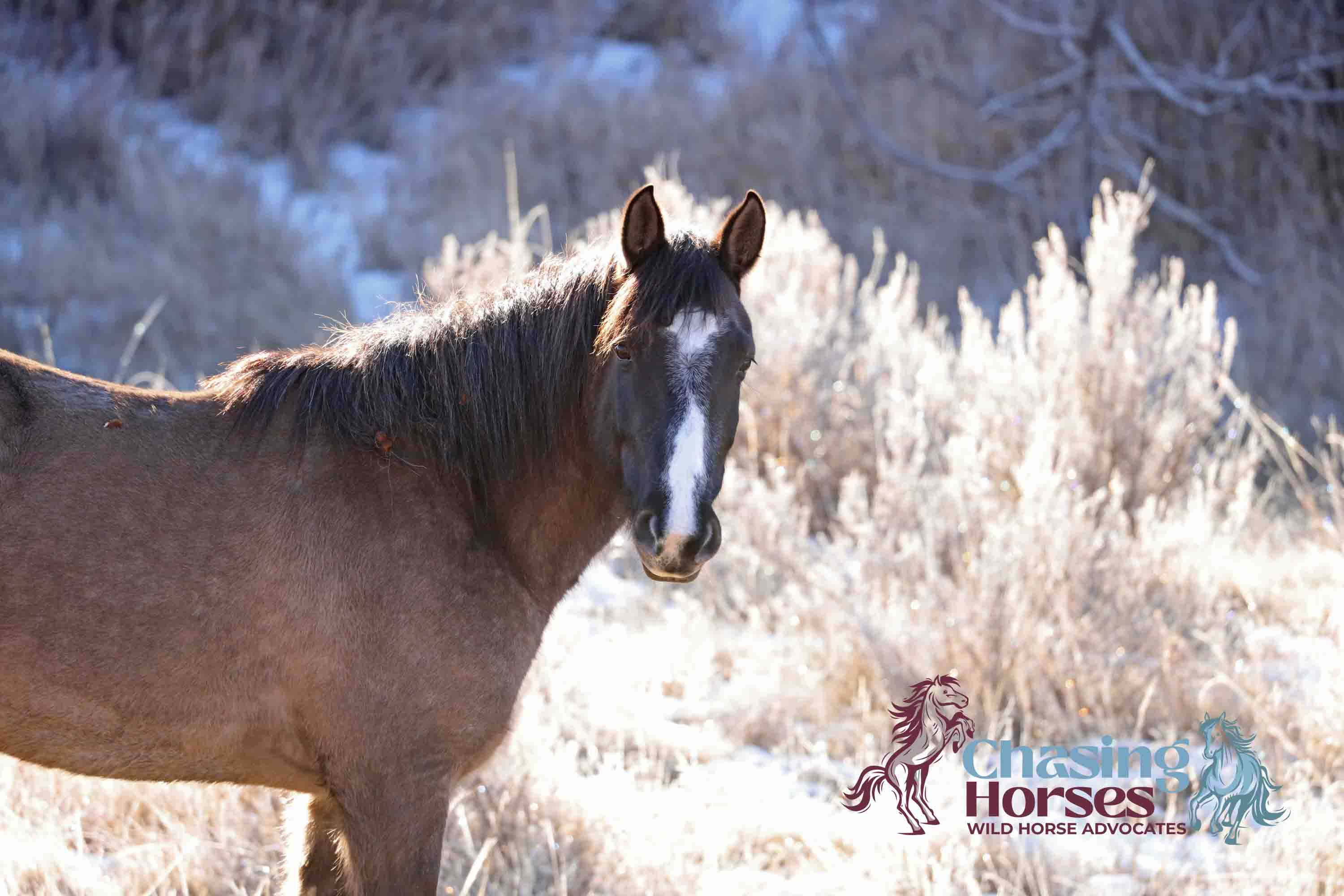 This week’s meetings – CHWHA