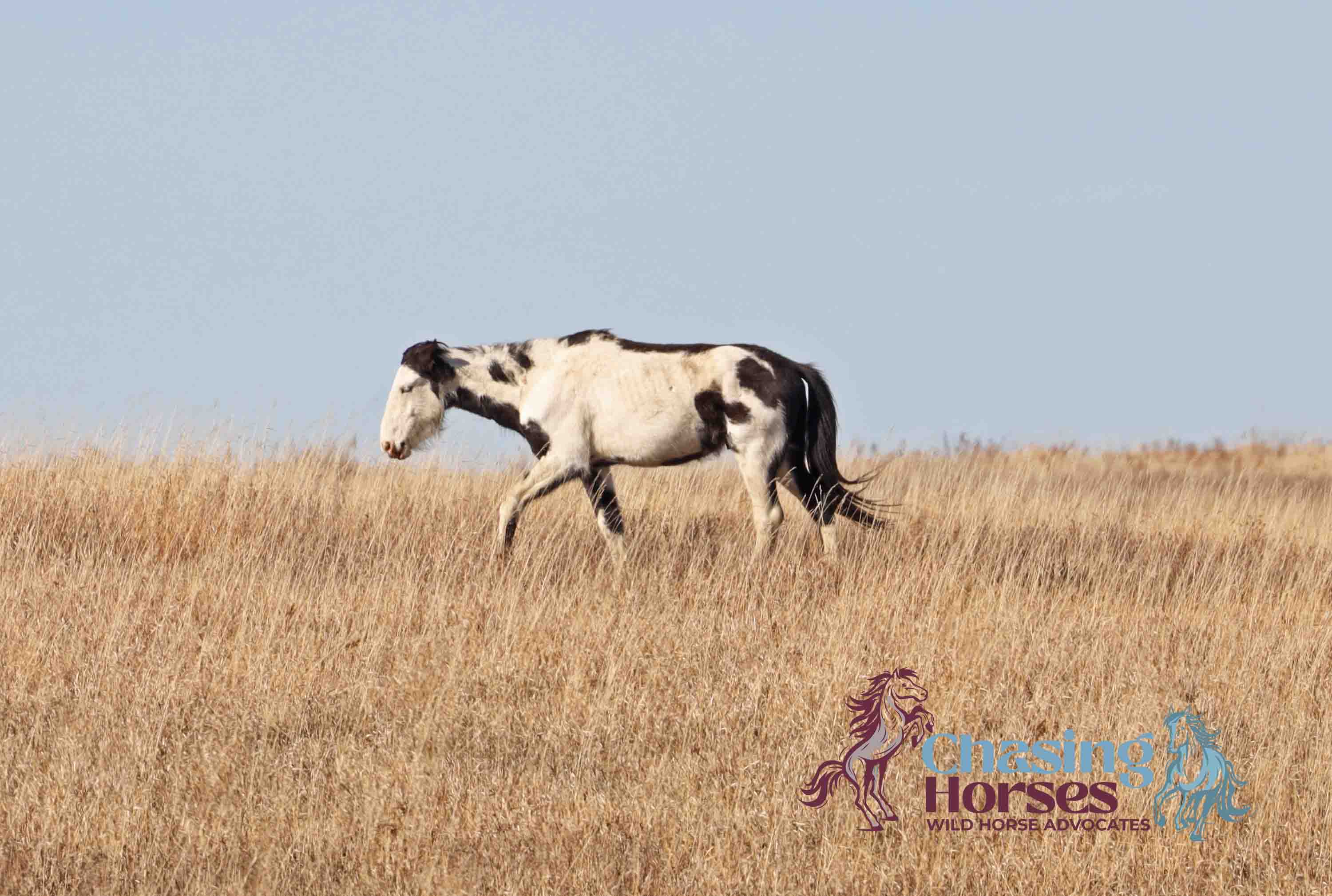 A Few Updates – CHWHA