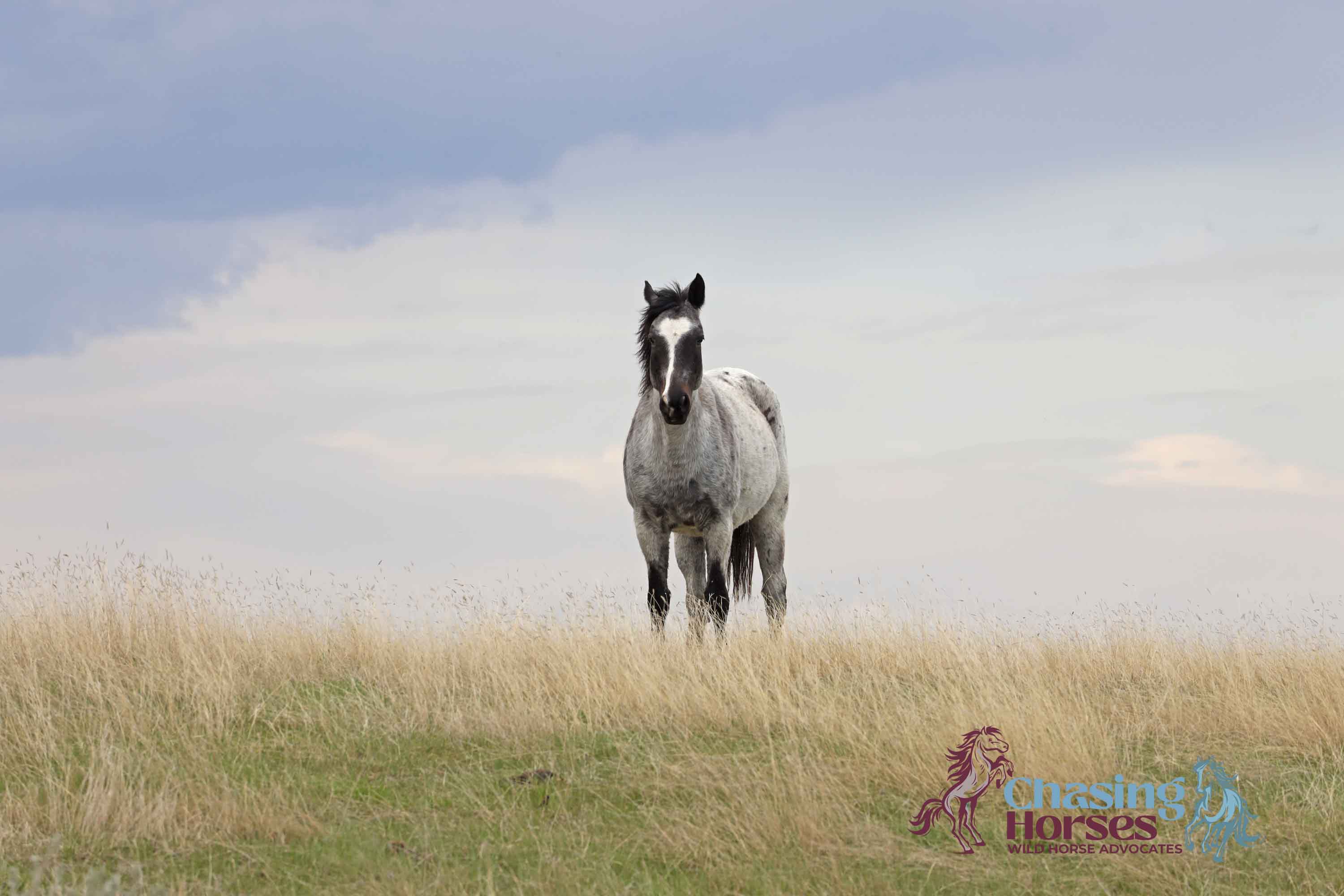 Exciting News!!! – CHWHA