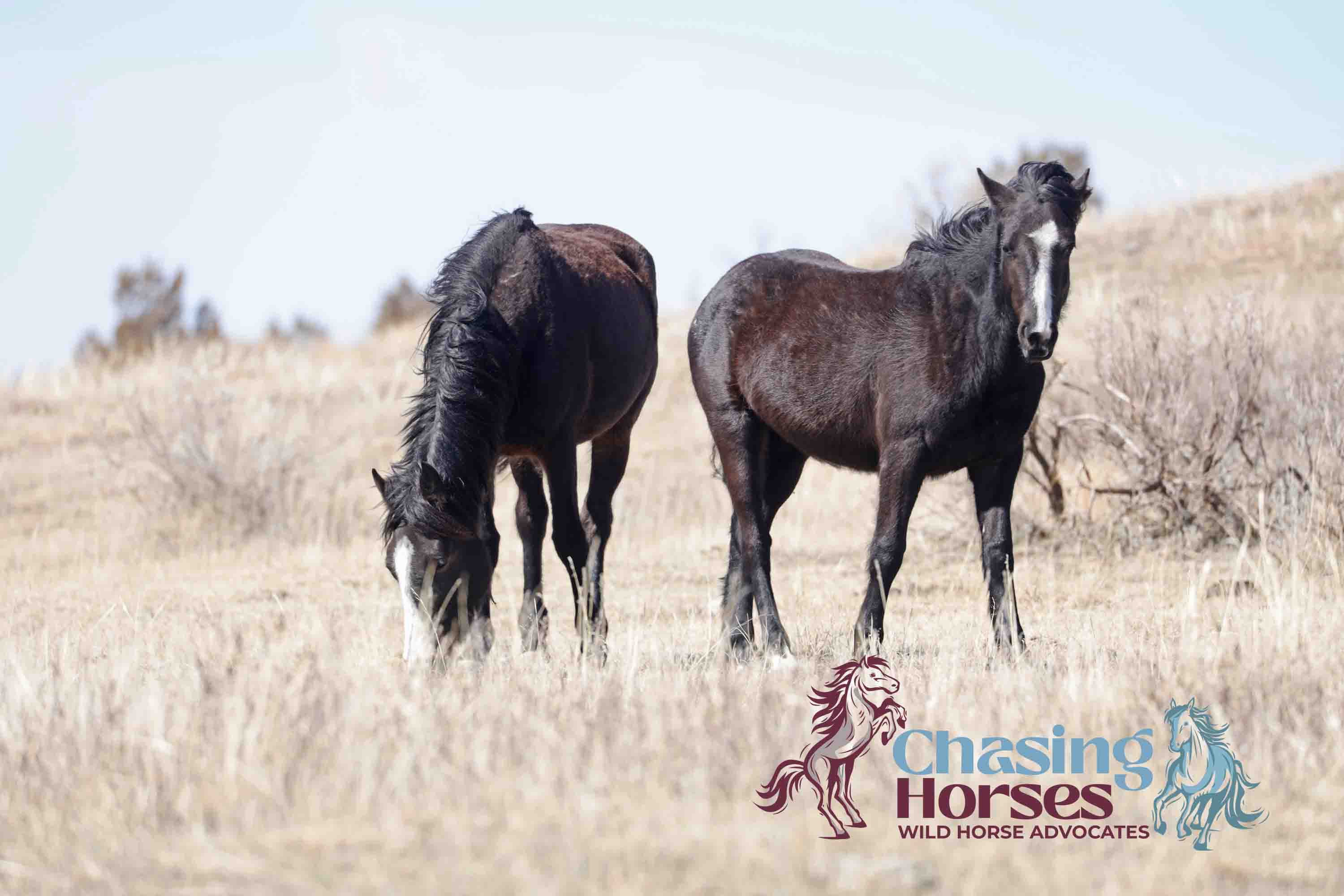 GonaCon and the TRNP herd – part 6 – CHWHA