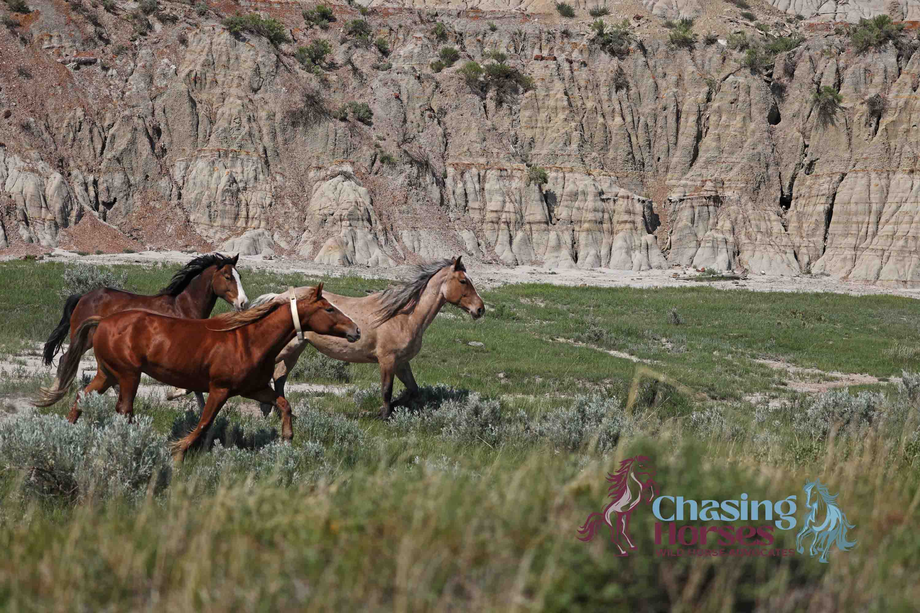 New Beginnings – CHWHA