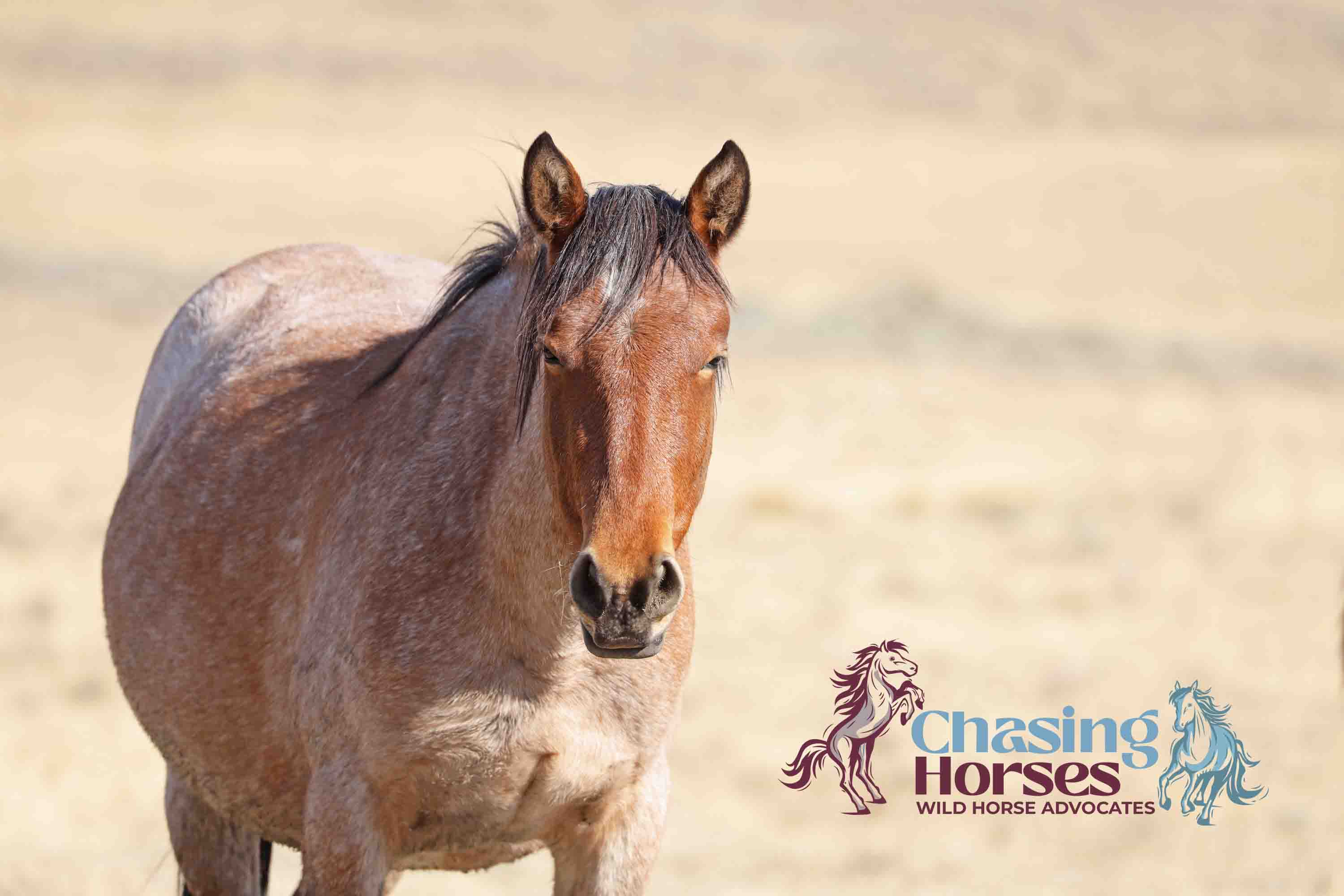 CALL TO ACTION – PLEASE HELP WYOMING’S WILD HORSES! – CHWHA