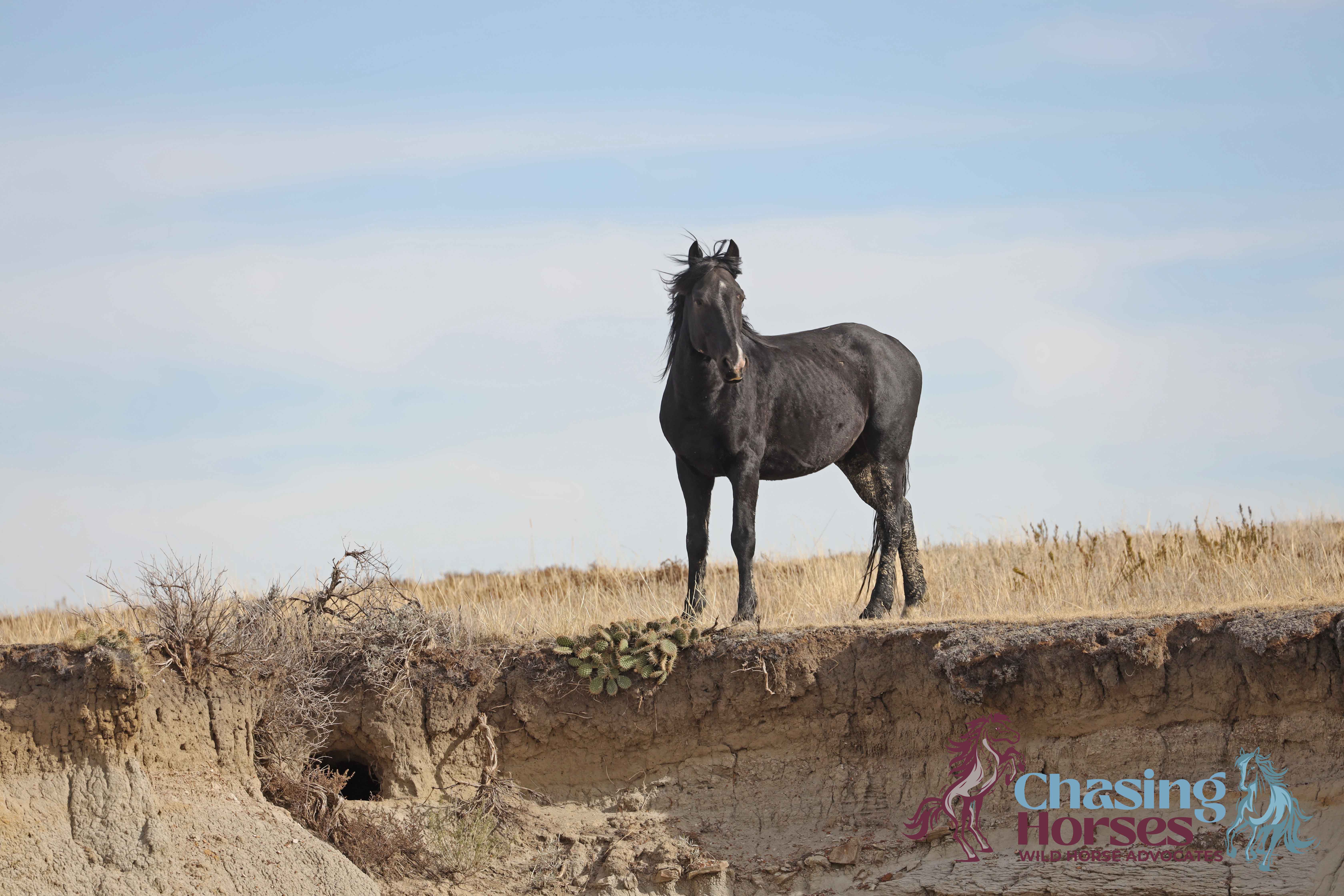The East Side Bachelors – Part 2 – Stallion Gunner – CHWHA