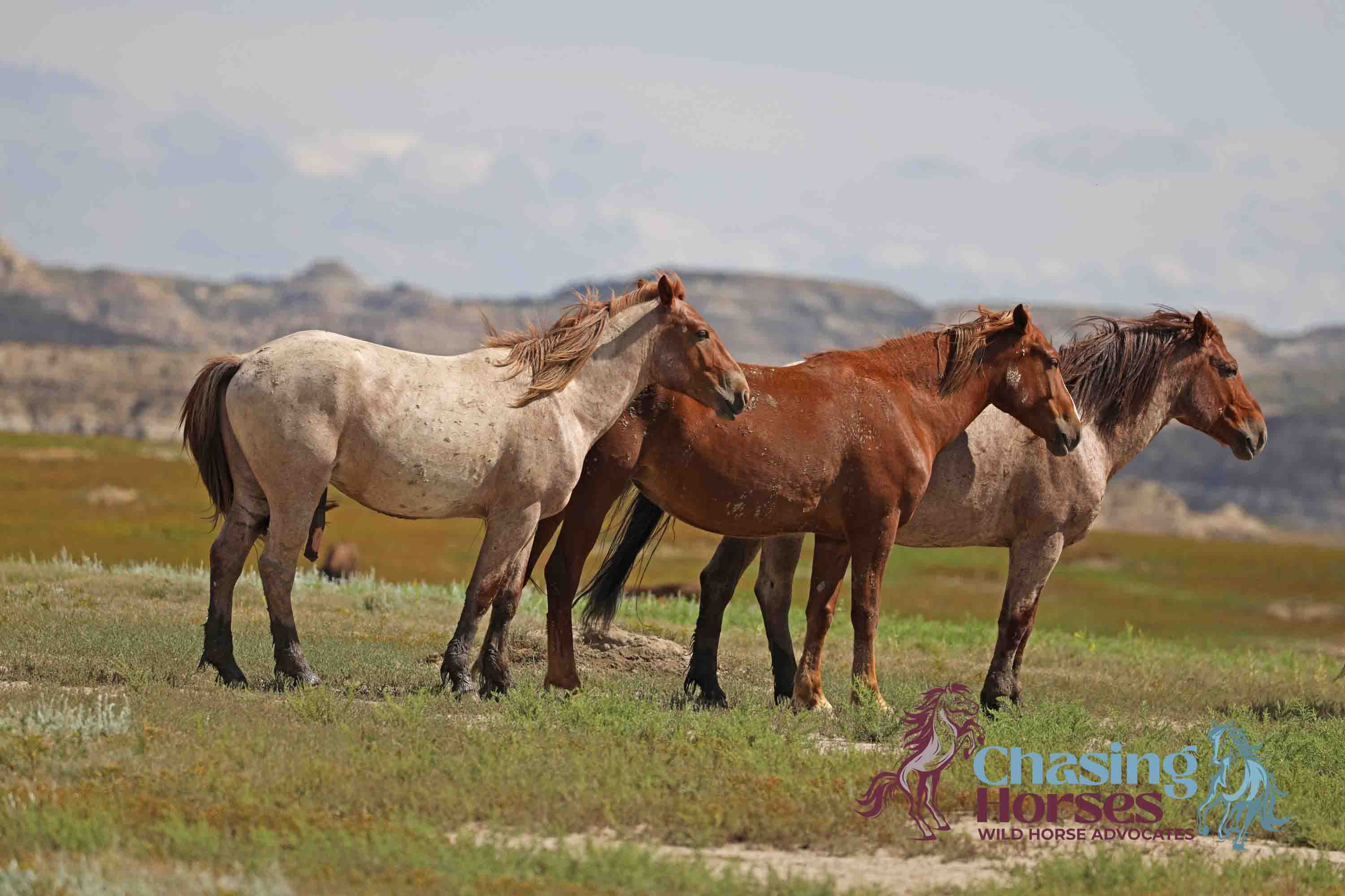 A Quick Update – CHWHA