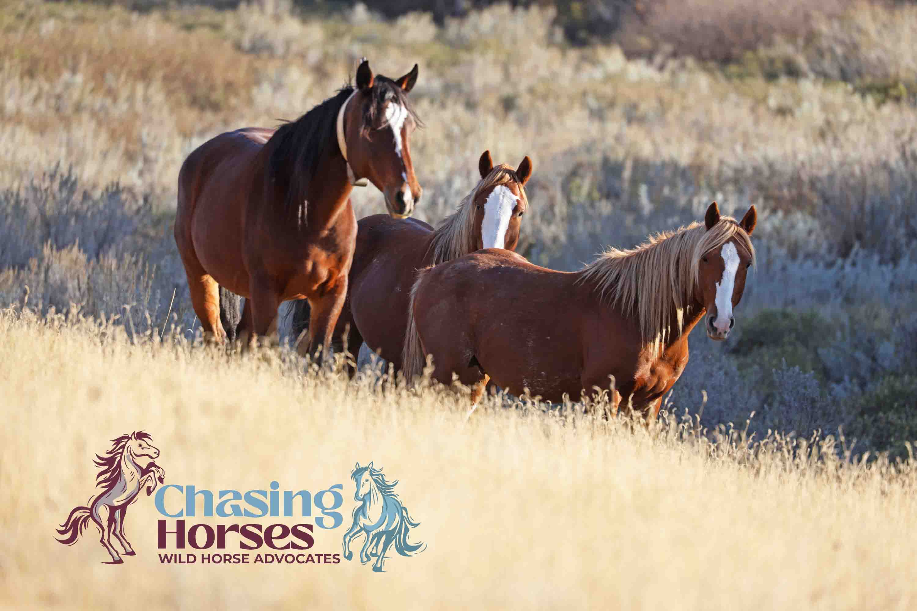 Federal Legislation: The Theodore Roosevelt National Park Wild Horse Protection Act – CHWHA