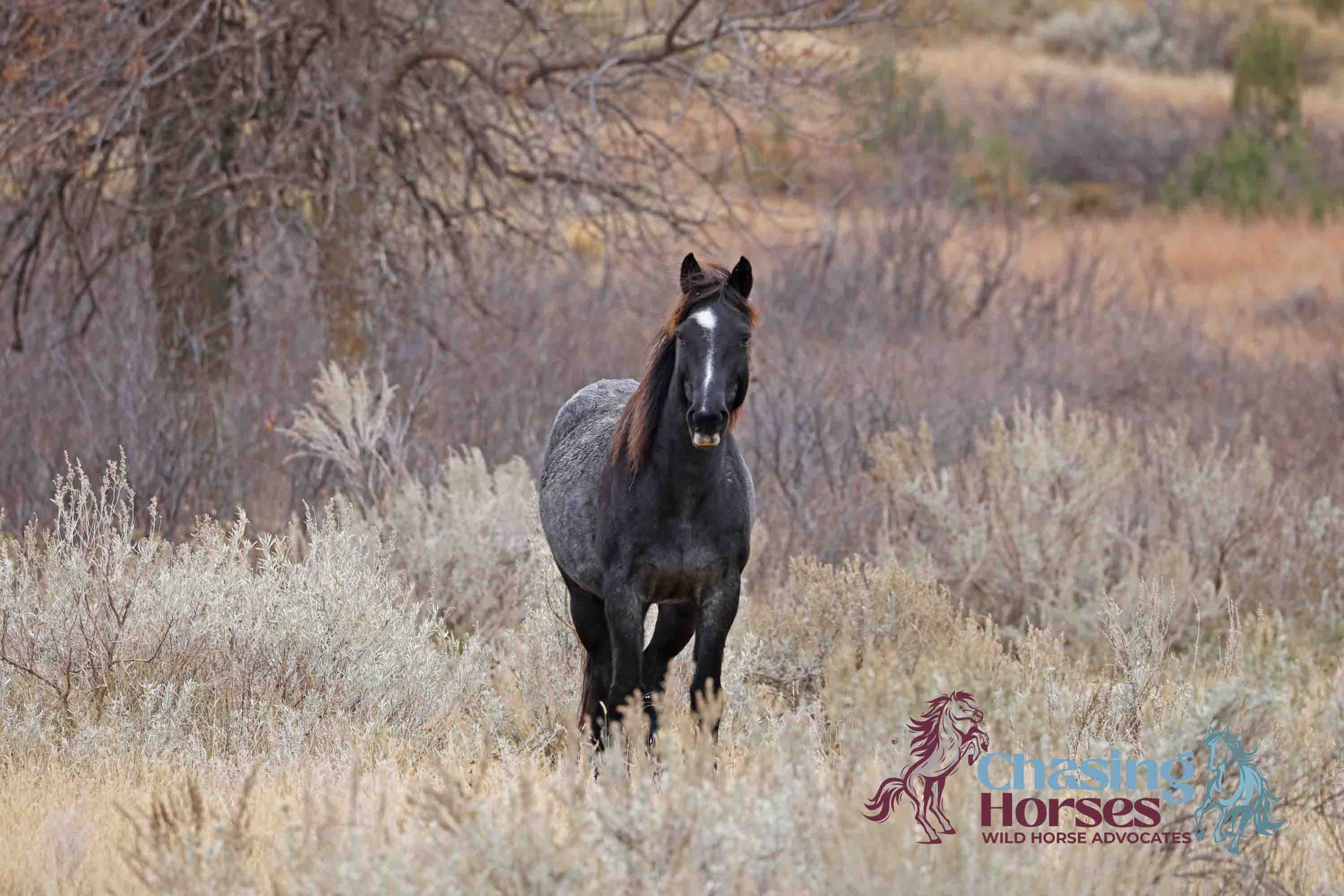 Updates for this Week – 12/7/2025 – CHWHA